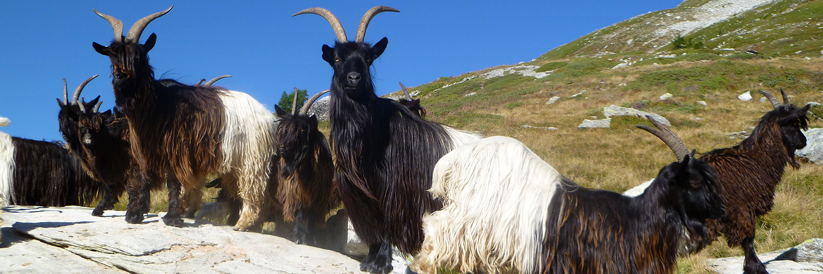 Der Schweizerische Ziegenzuchtverband SZZV | Schweizerischer ...