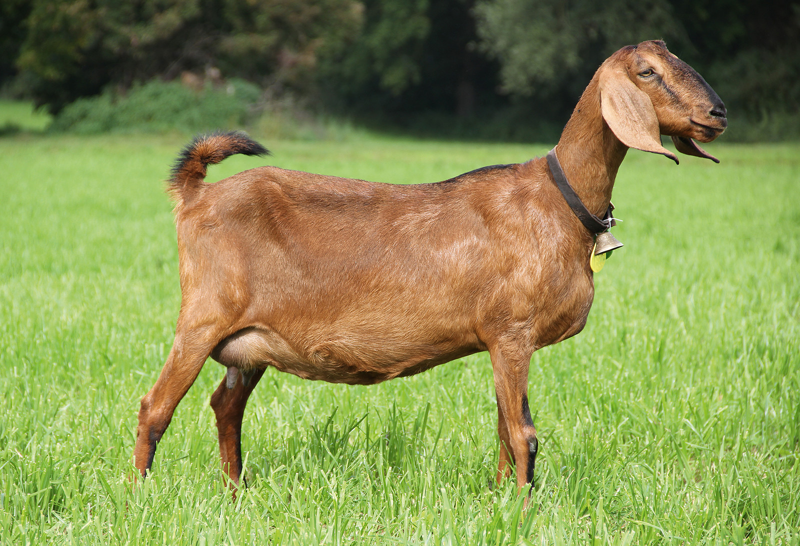 Anglo Nubian | Schweizerischer Ziegenzuchtverband (SZZV)