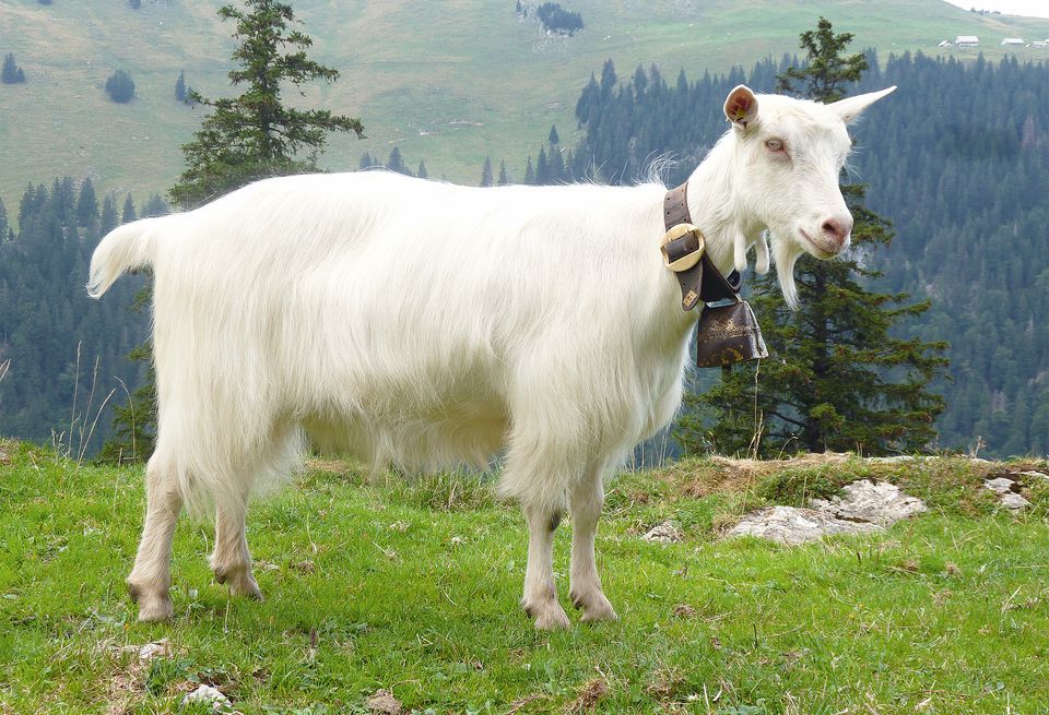 Rassen | Schweizerischer Ziegenzuchtverband (SZZV)