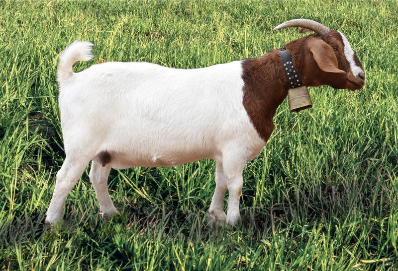 Burenziege | Schweizerischer Ziegenzuchtverband (SZZV)