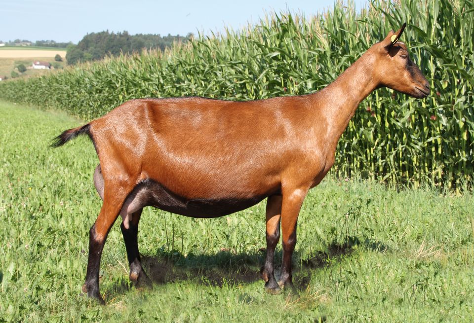 Rassen | Schweizerischer Ziegenzuchtverband (SZZV)