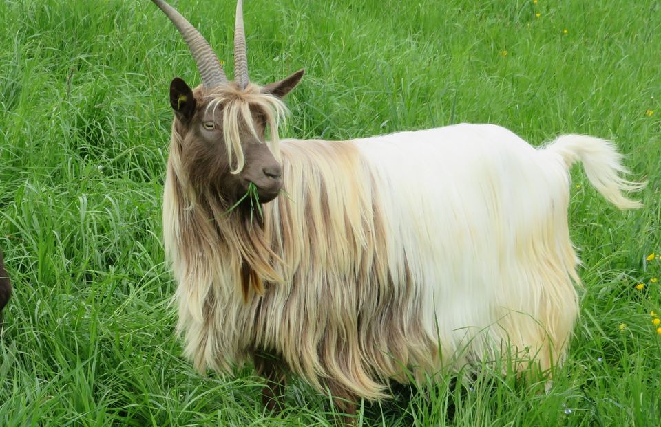 Rassen | Schweizerischer Ziegenzuchtverband (SZZV)