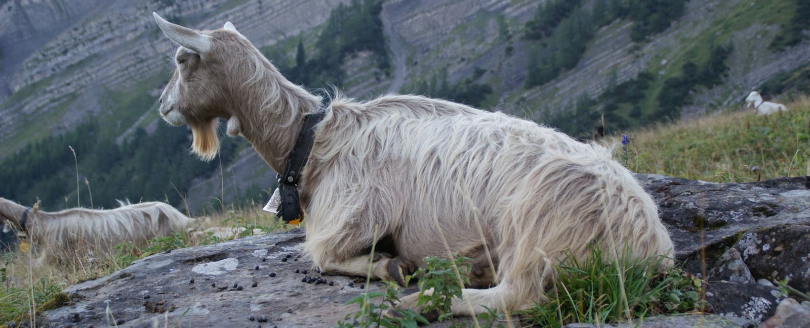 Toggenburgerziege | Schweizerischer Ziegenzuchtverband (SZZV)